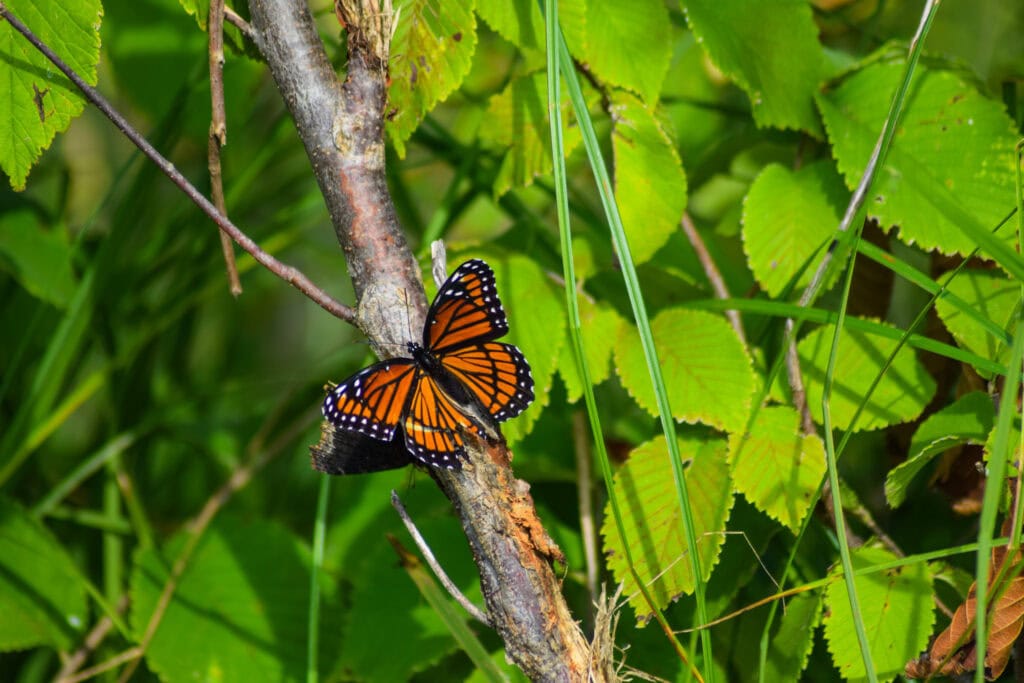Maps & Trails - Explore Buffalo County Wisconsin