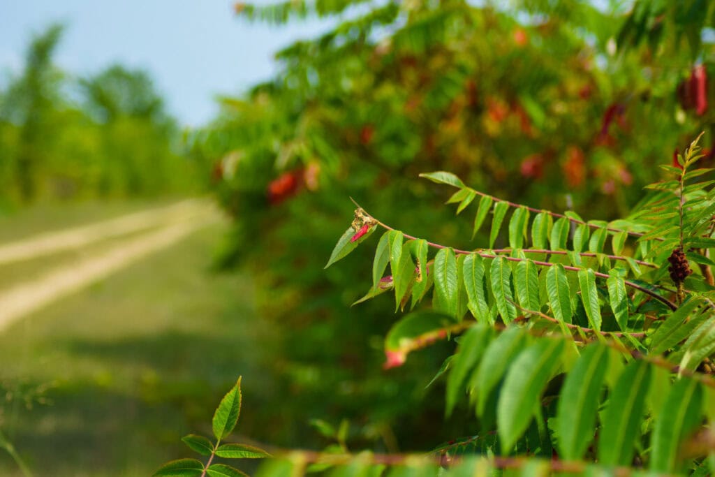 Maps & Trails - Explore Buffalo County Wisconsin