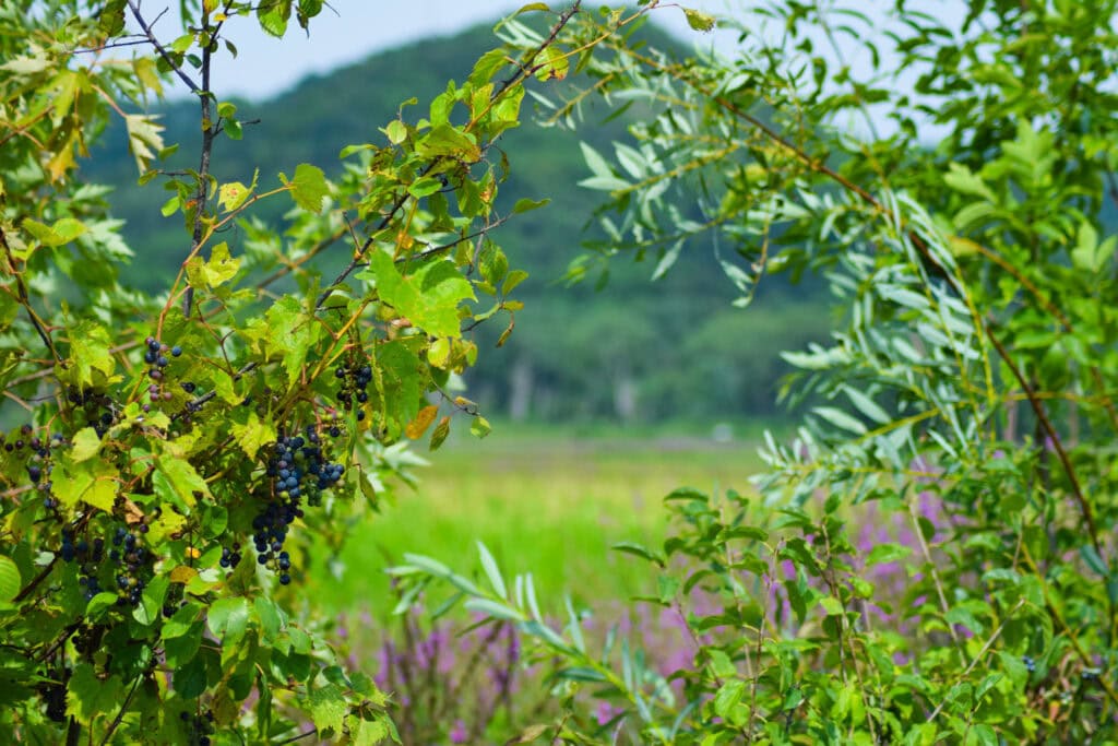 Maps & Trails - Explore Buffalo County Wisconsin