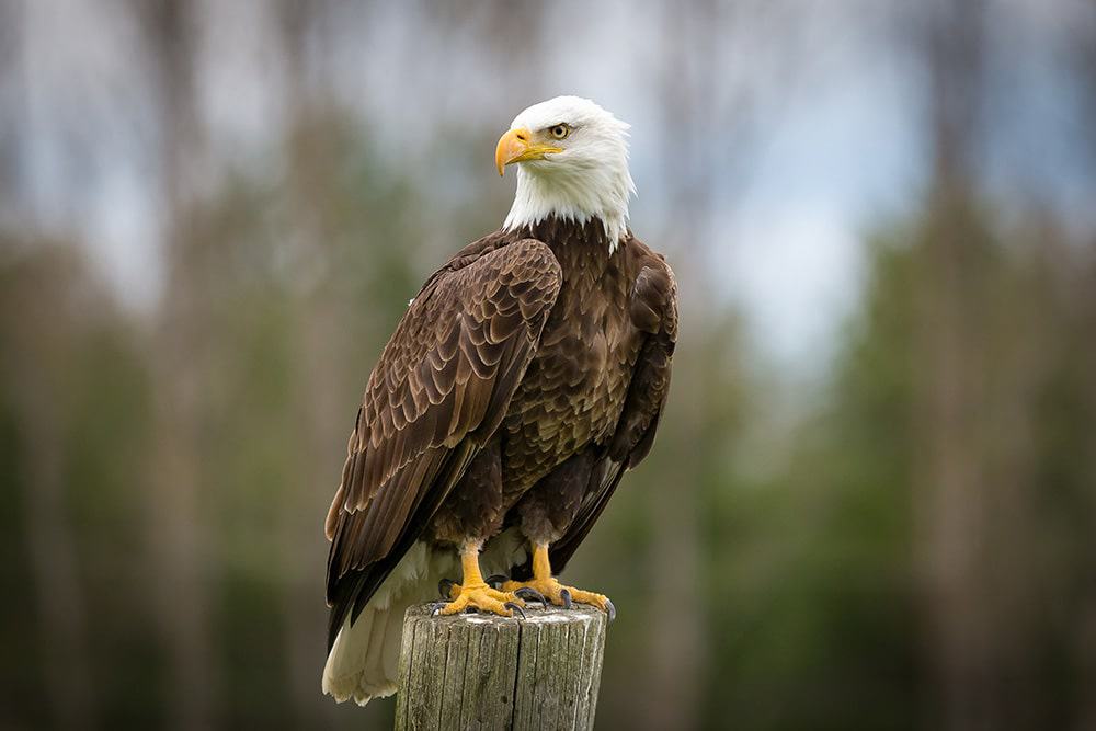 Things to Do in Alma, WI - Explore Buffalo County
